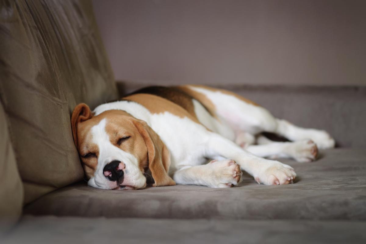 Cane che trema e non mangia - cause e cosa fare