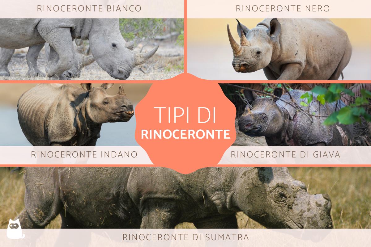 Tutti i tipi di RINOCERONTI: Caratteristiche e Habitat