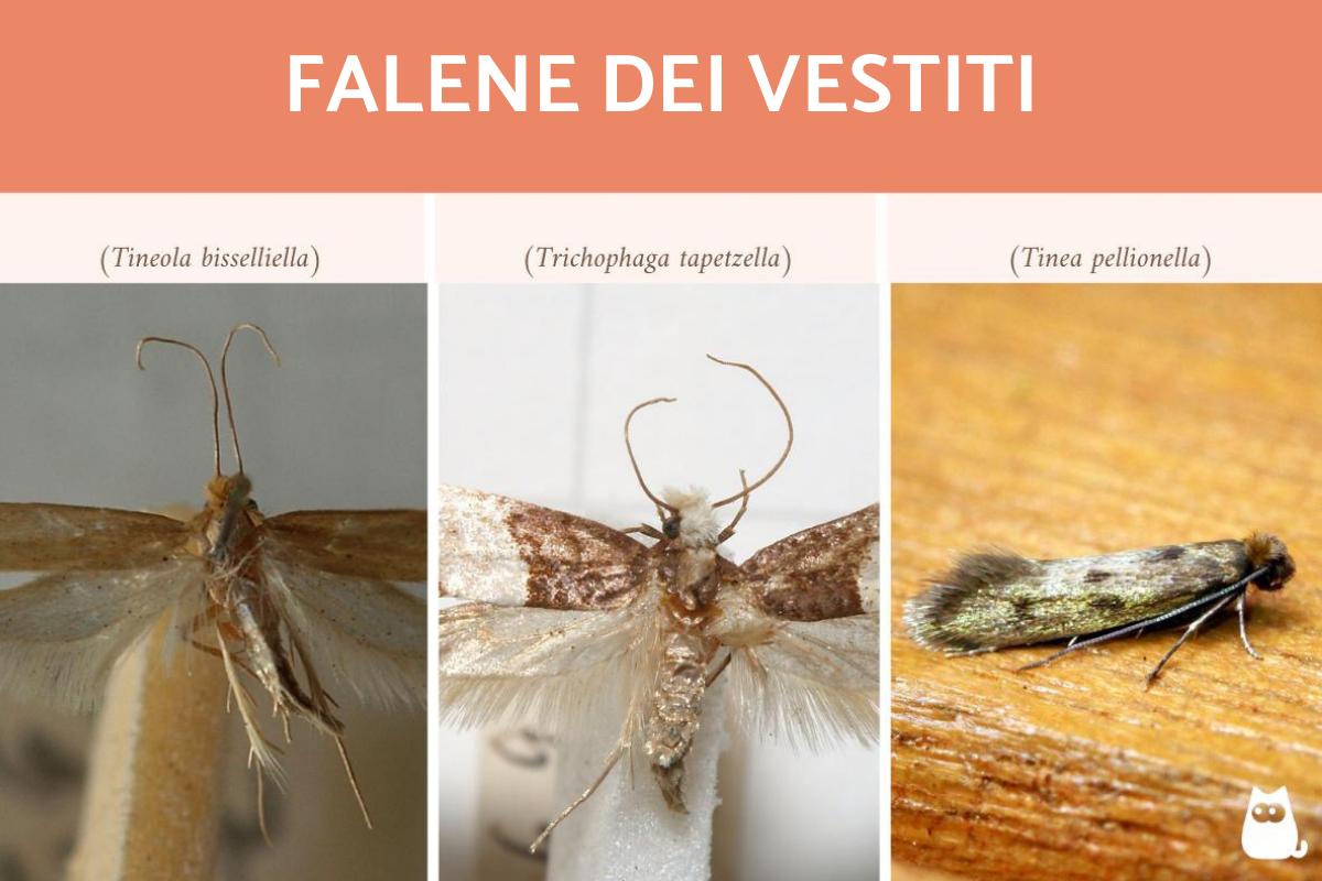 Tipi di falene - Caratteristiche e curiosità (con IMMAGINI)