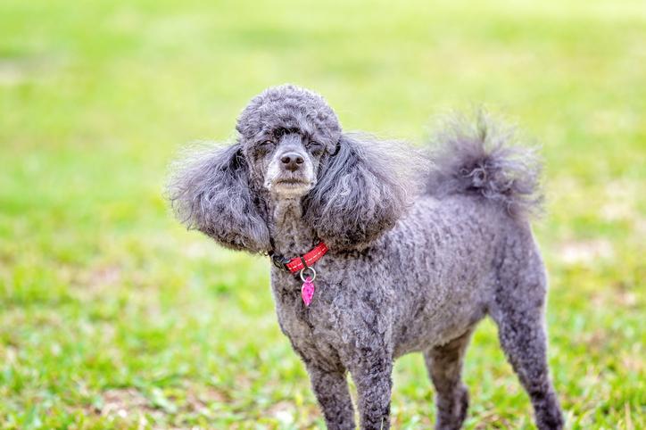 +Di 15 Razze di CANI NANI - Caratteristiche e foto