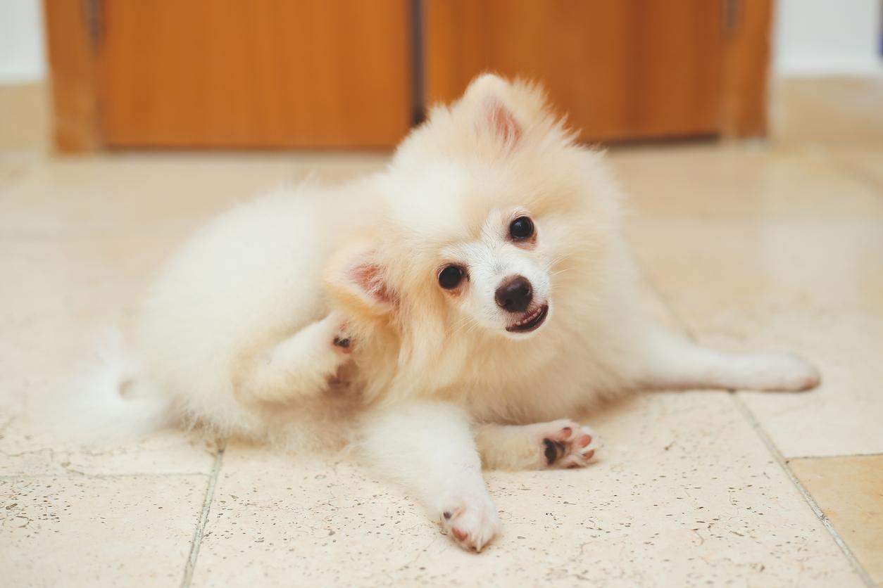 +Di 15 Razze di CANI NANI - Caratteristiche e foto