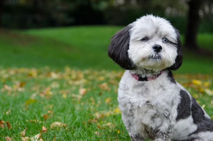 +Di 15 Razze di CANI NANI - Caratteristiche e foto