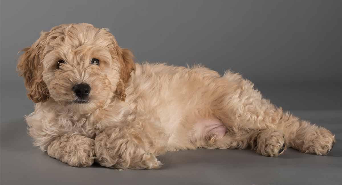 +Di 15 Razze di CANI NANI - Caratteristiche e foto