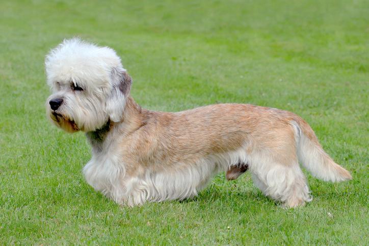 +Di 15 Razze di CANI NANI - Caratteristiche e foto