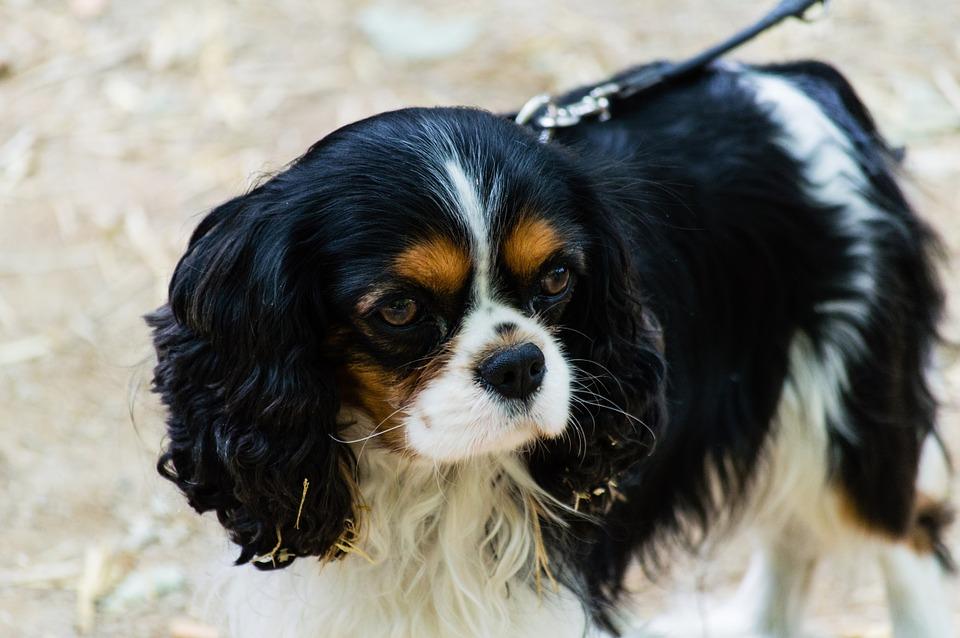 +Di 15 Razze di CANI NANI - Caratteristiche e foto