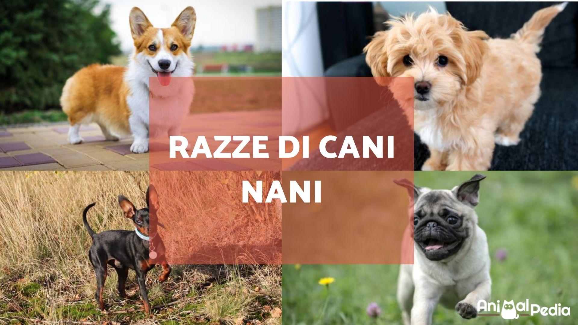 +Di 15 Razze di CANI NANI - Caratteristiche e foto