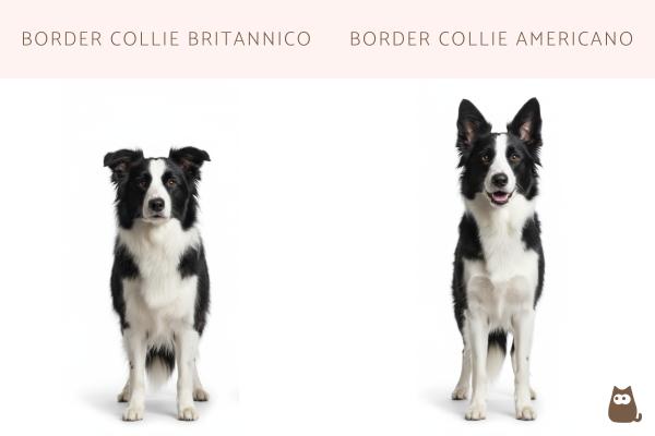 Tipi di border collie - Guida completa con immagini