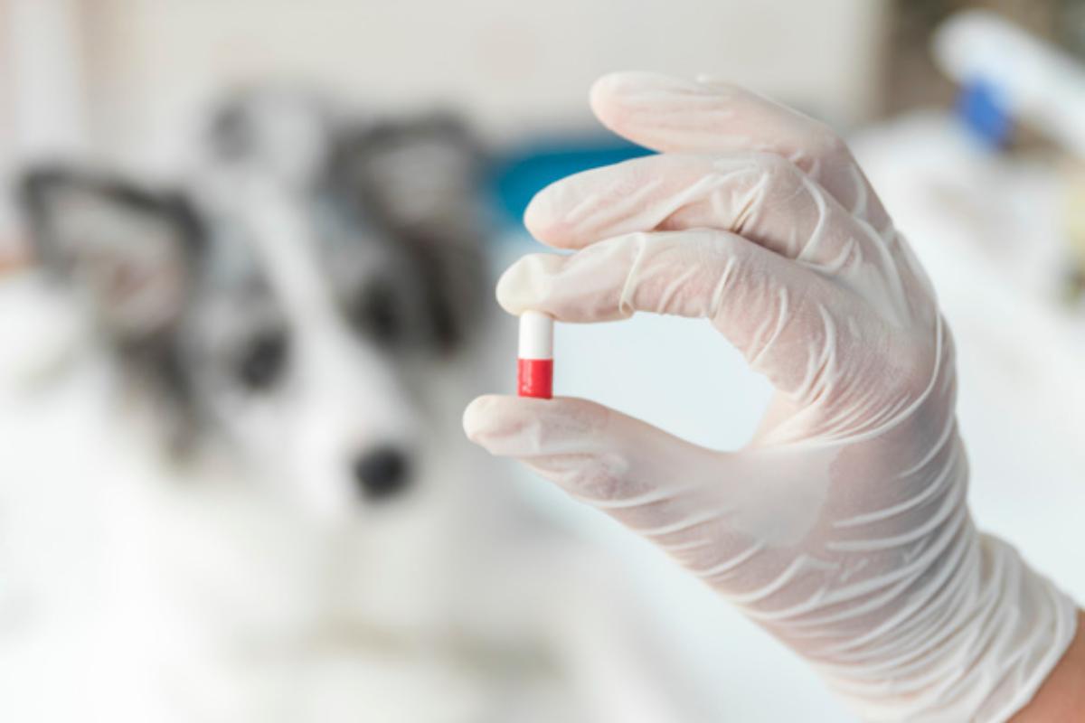 Cortisone per cani: Usi, dosaggio ed effetti collaterali