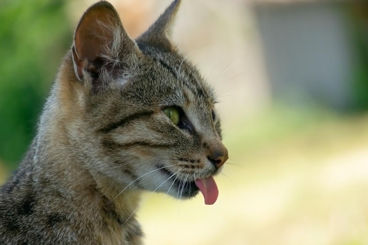 Perché il gatto sta con la lingua di fuori? - Cause e cosa fare