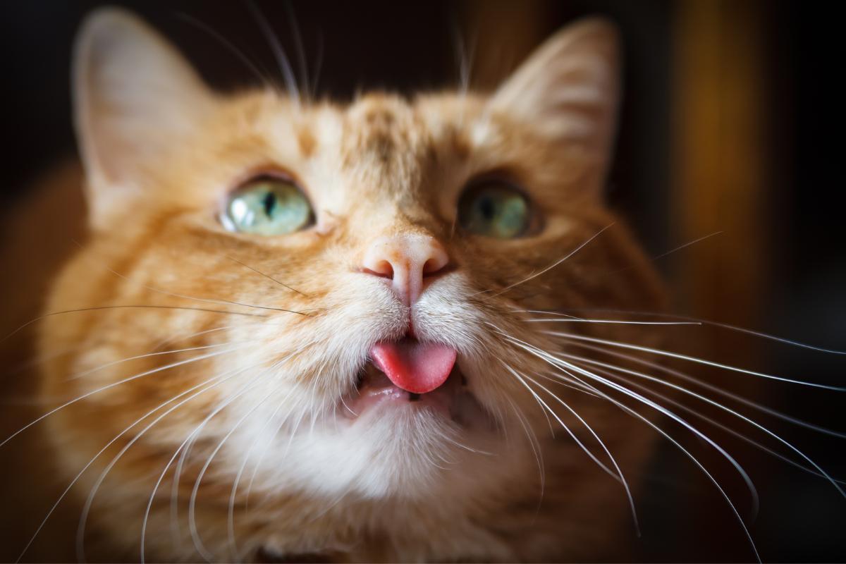 Perché il gatto sta con la lingua di fuori? - Cause e cosa fare