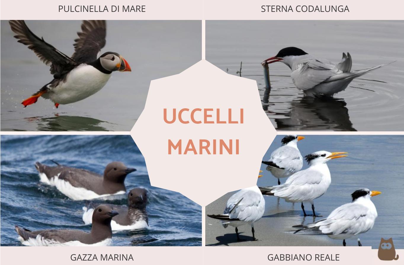 Uccelli marini - Nomi e caratteristiche (con foto)
