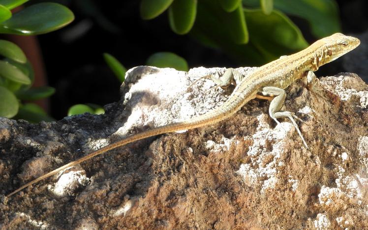 +10 Caratteristiche dei rettili - Classificazione, tipi ed esempi