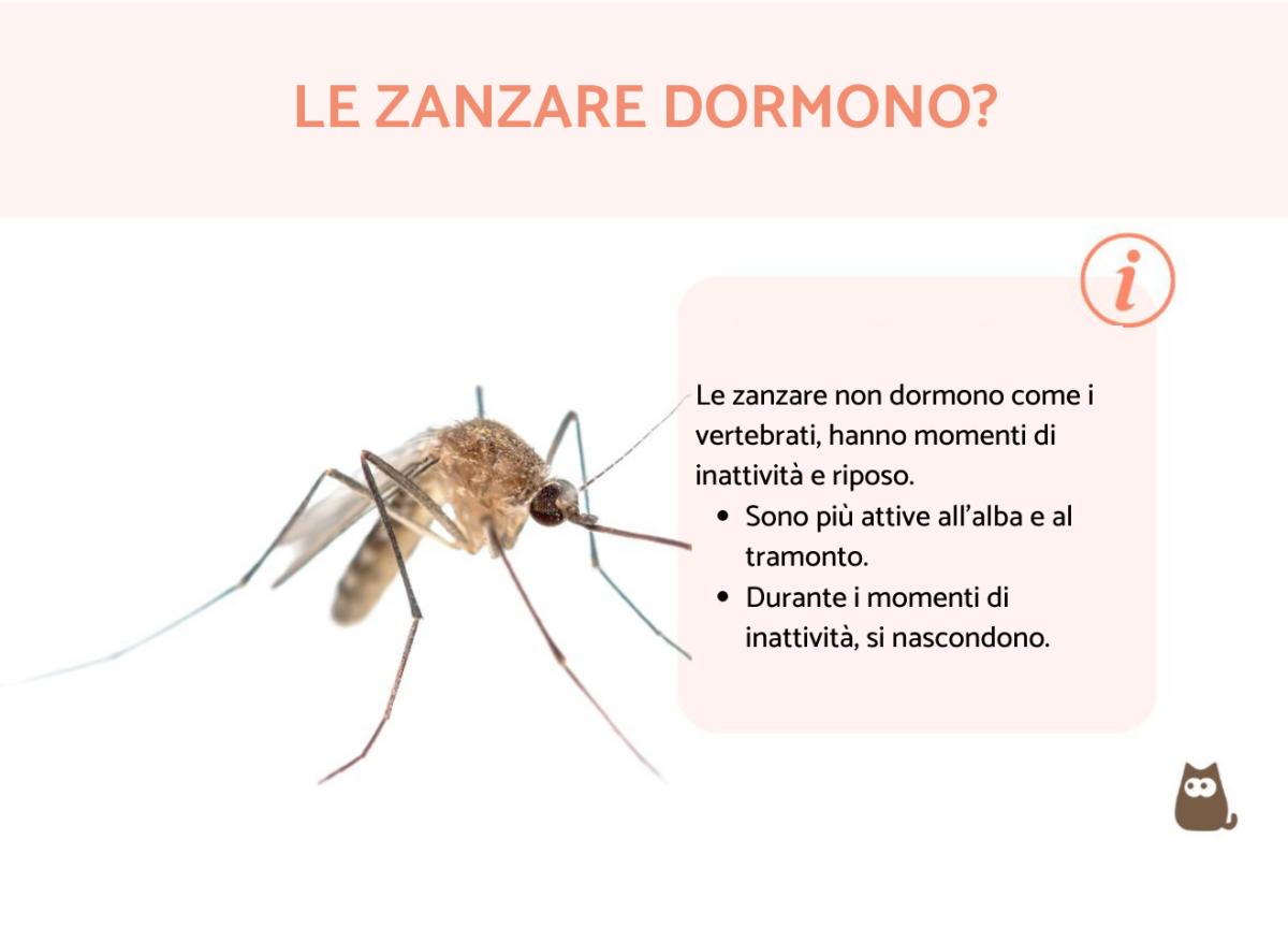 Le zanzare dormono? - Tutto sul sonno delle zanzare!