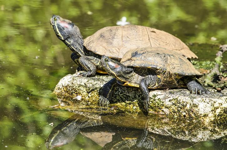 +10 Caratteristiche dei rettili - Classificazione, tipi ed esempi