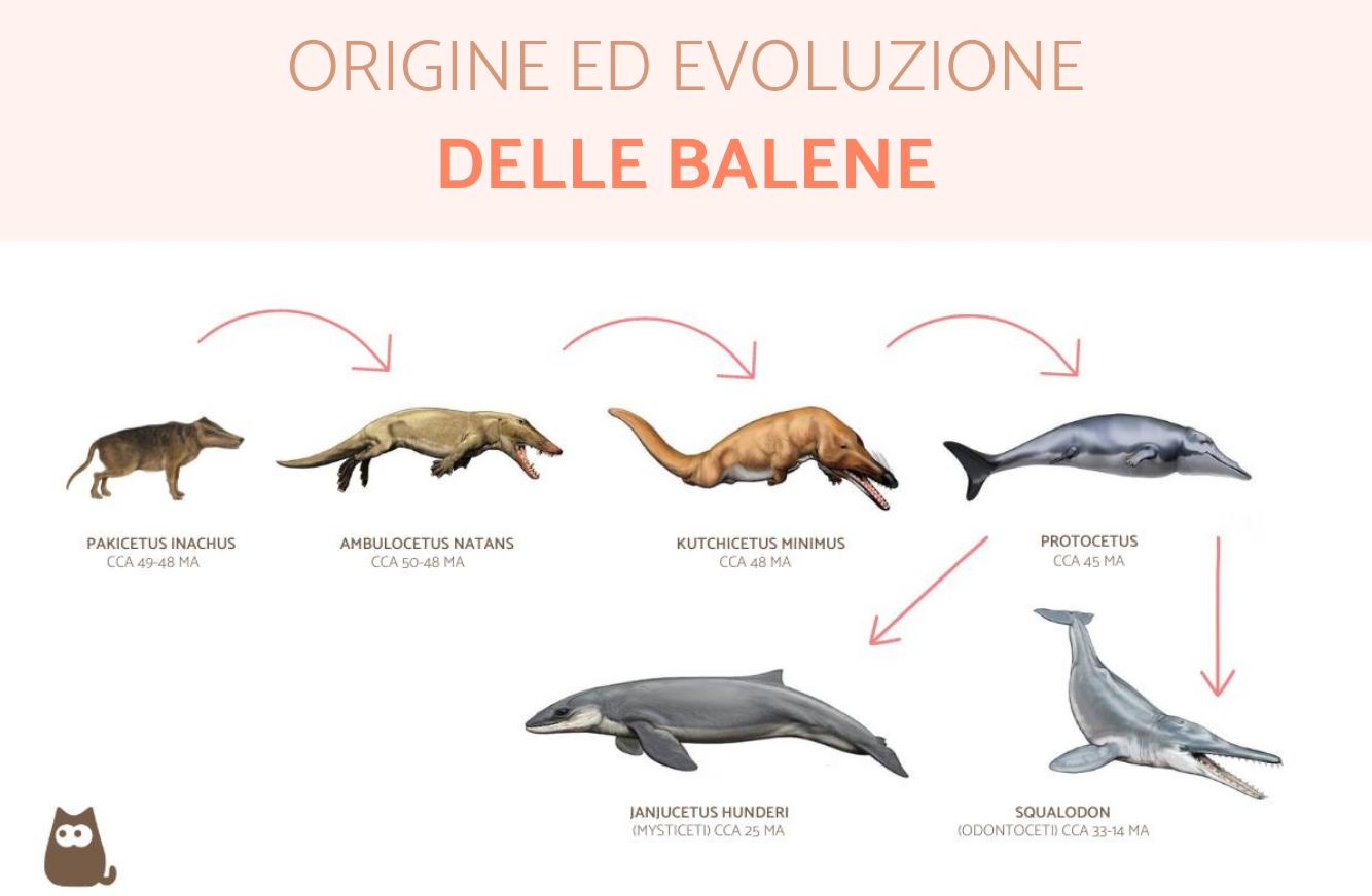 Origine ed evoluzione delle balene