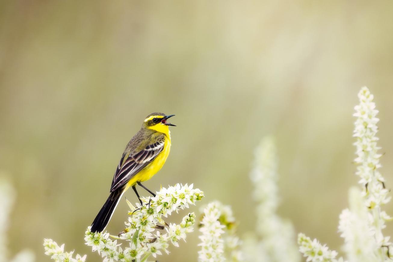 Uccelli italiani di piccola taglia - Elenco (con IMMAGINI)