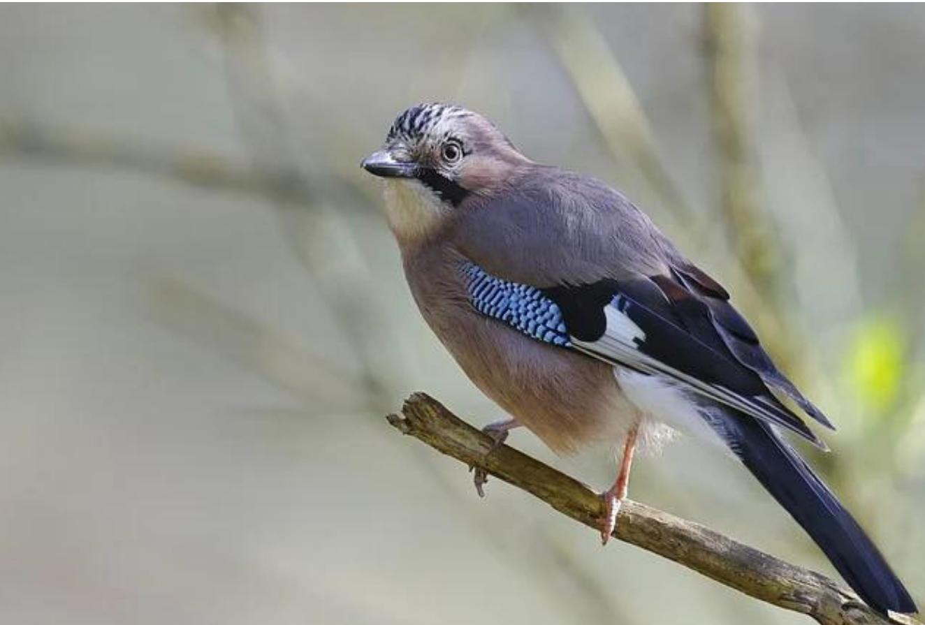 Uccelli italiani di piccola taglia - Elenco (con IMMAGINI)