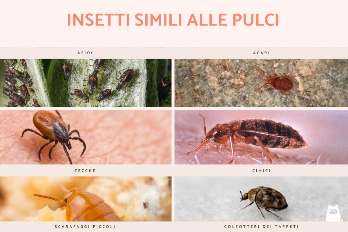 +8 Insetti simili alle pulci - con foto!