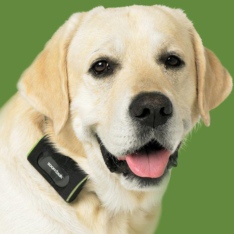 GPS per cani: come funziona il collare localizzatore