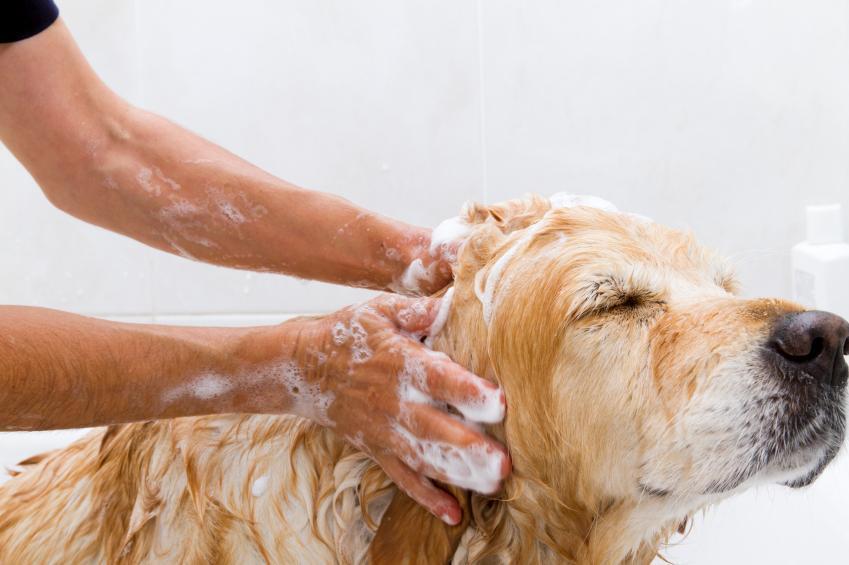 Come togliere le pulci al cane - Rimedi efficaci e prevenzione