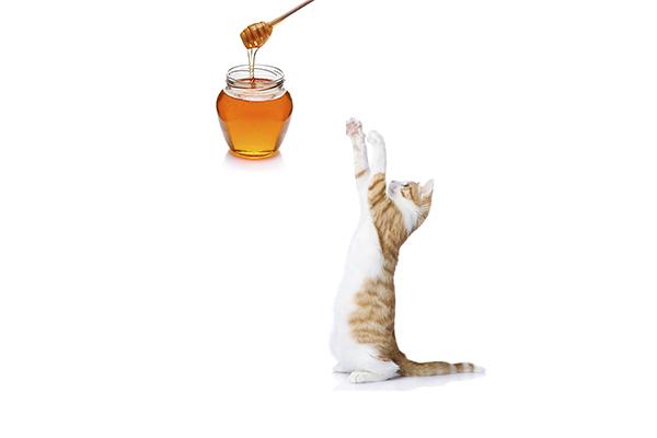 Il gatto può mangiare il miele?
