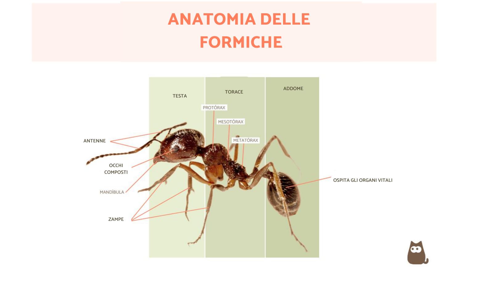 Anatomia di una formica - Testa, torace e addome