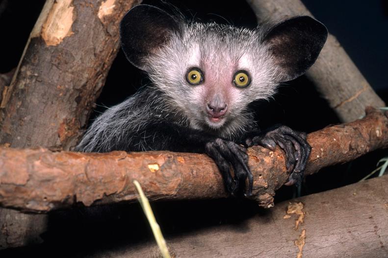 I 30 animali più strani del mondo - con foto!
