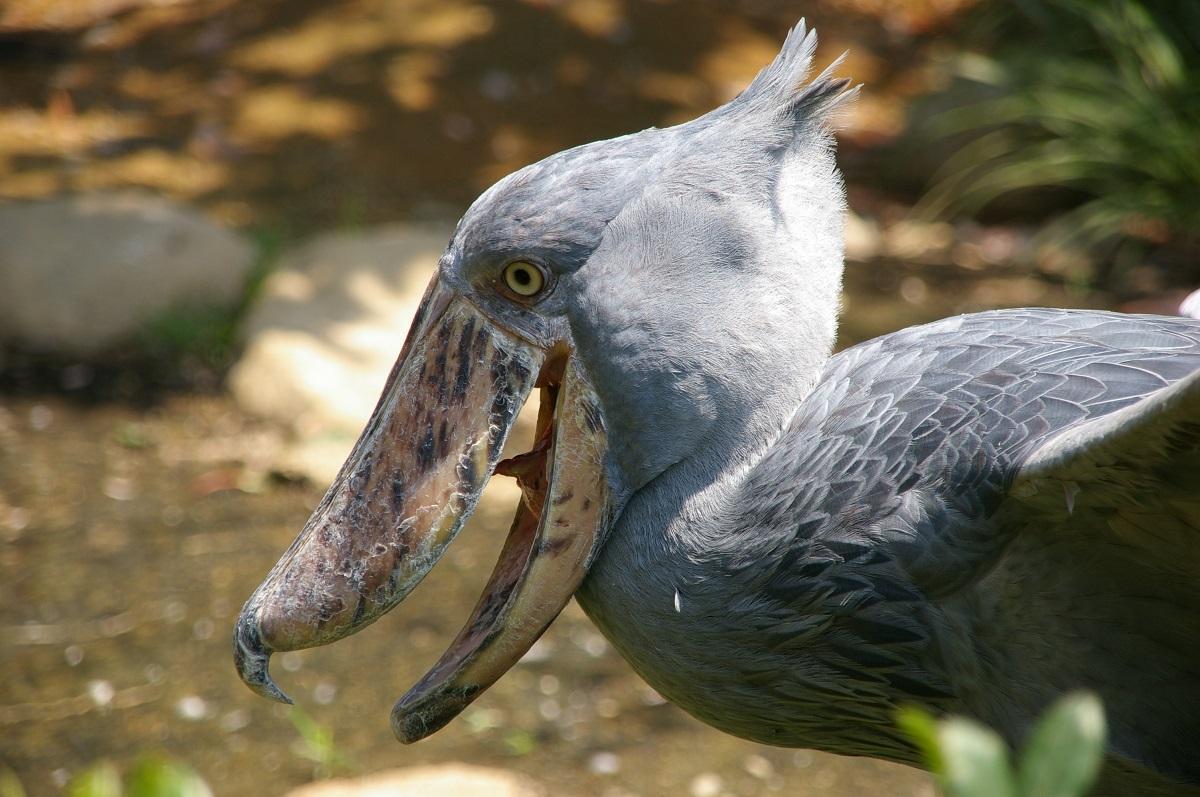 I 30 animali più strani del mondo - con foto!