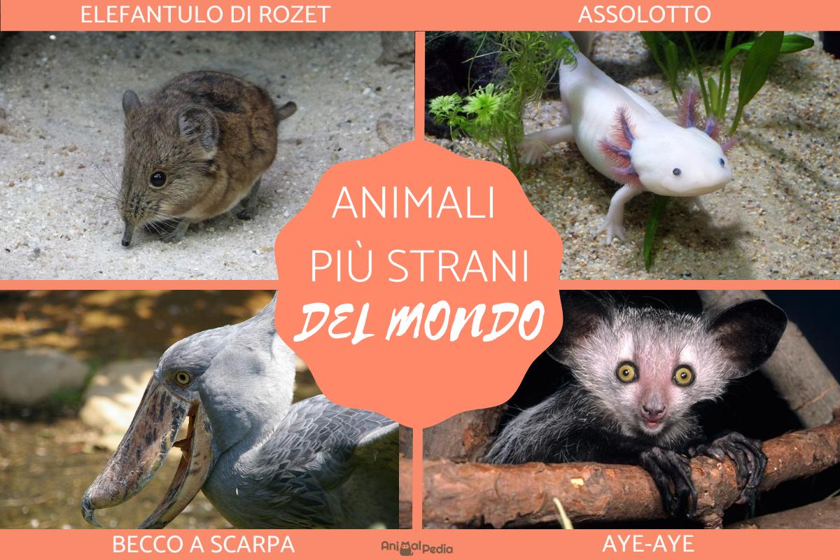 I 30 animali più strani del mondo - con foto!