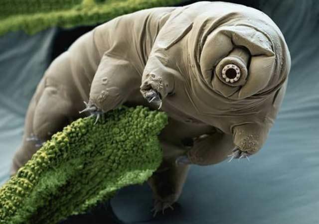 I 30 animali più strani del mondo - con foto!