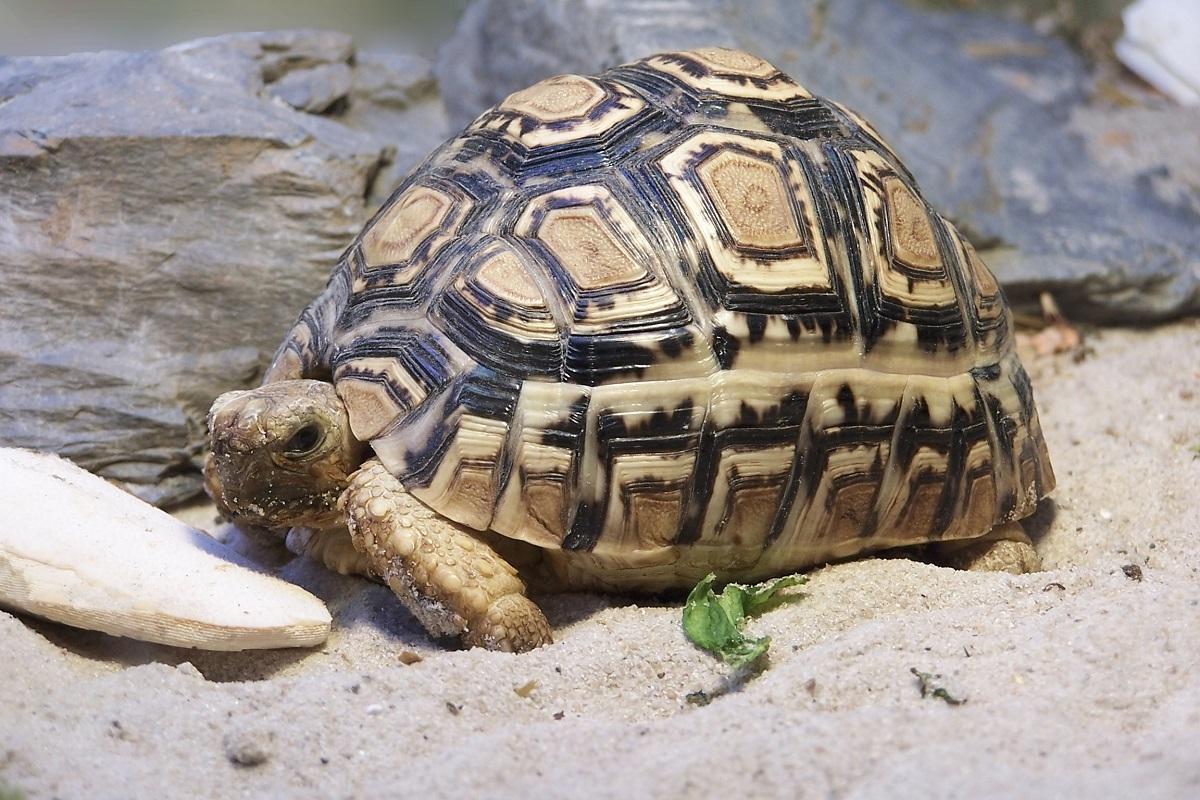 I 30 animali più strani del mondo - con foto!