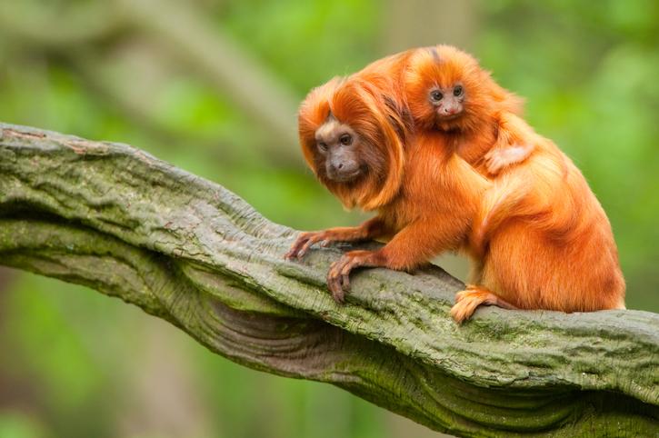 + Di 30 ANIMALI della foresta Amazzonica - Caratteristiche e FOTO