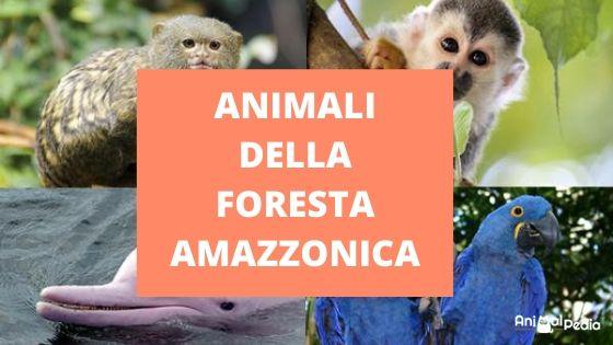 + Di 30 ANIMALI della foresta Amazzonica - Caratteristiche e FOTO