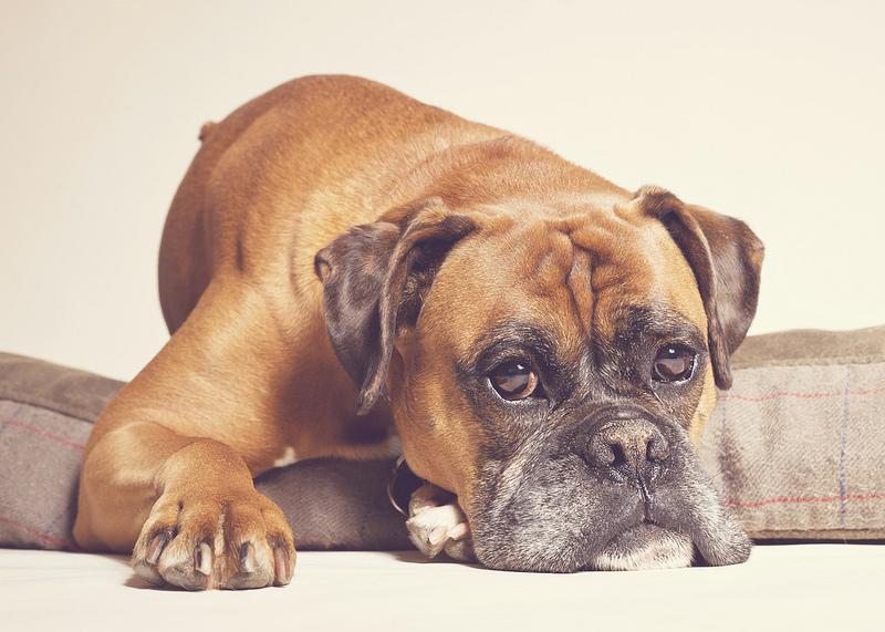 I migliori cani da guardia - TOP 10 razze