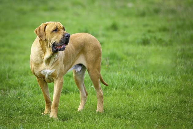 I migliori cani da guardia - TOP 10 razze