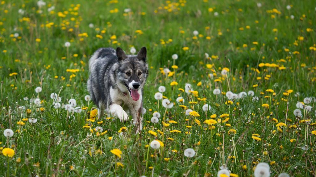 I migliori cani da guardia - TOP 10 razze
