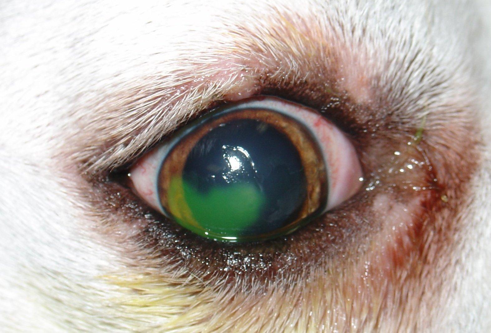 Ulcera corneale nel cane: cause, sintomi e trattamento