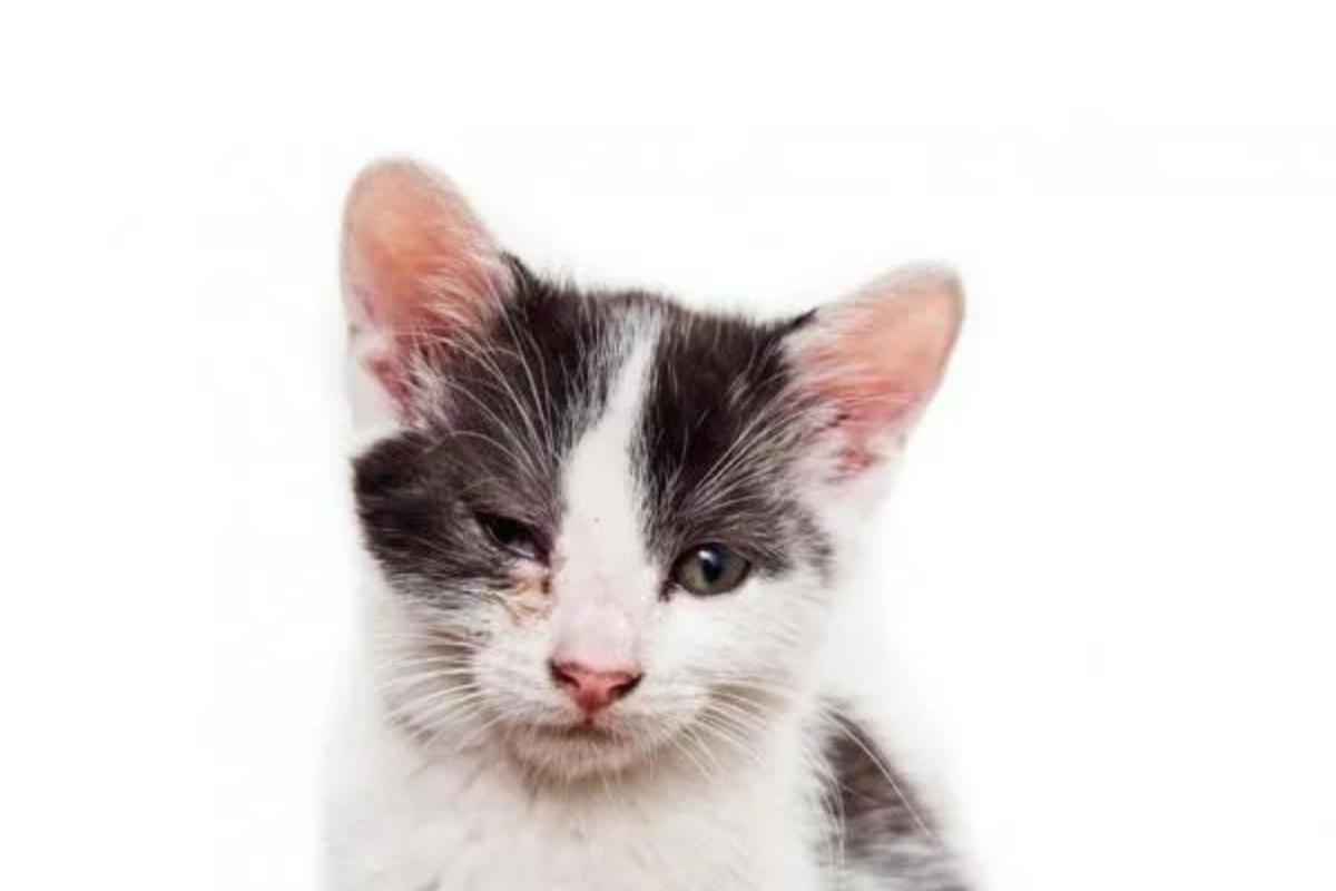 Blefarite nel gatto: Sintomi, cause, diagnosi e CURA