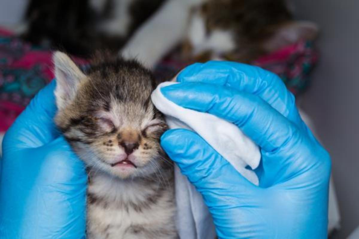 Blefarite nel gatto: Sintomi, cause, diagnosi e CURA