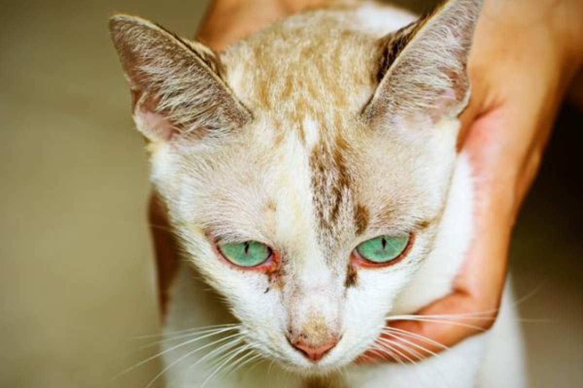 Blefarite nel gatto: Sintomi, cause, diagnosi e CURA