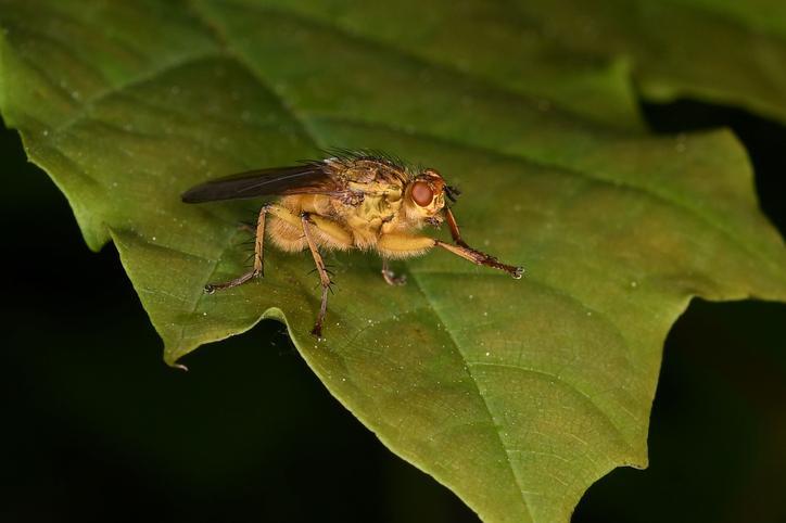 Tipi di MOSCHE: Caratteristiche e habitat