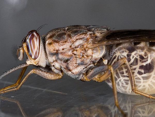 Tipi di MOSCHE: Caratteristiche e habitat