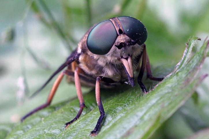 Tipi di MOSCHE: Caratteristiche e habitat