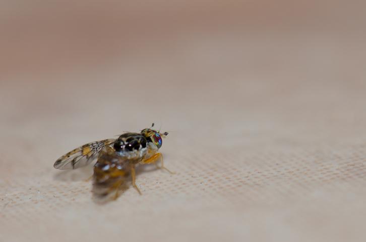 Tipi di MOSCHE: Caratteristiche e habitat