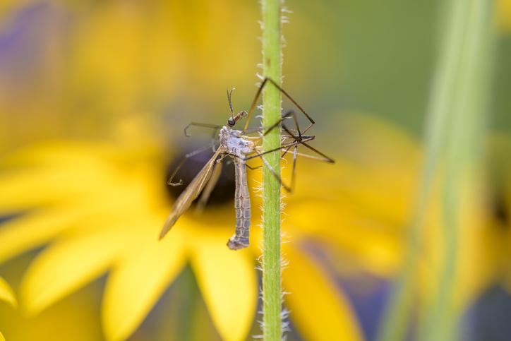 Tipi di MOSCHE: Caratteristiche e habitat