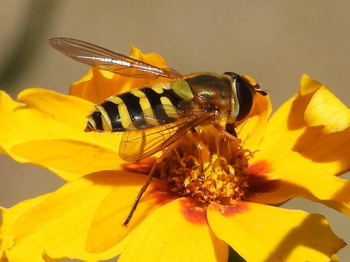 Tipi di MOSCHE: Caratteristiche e habitat