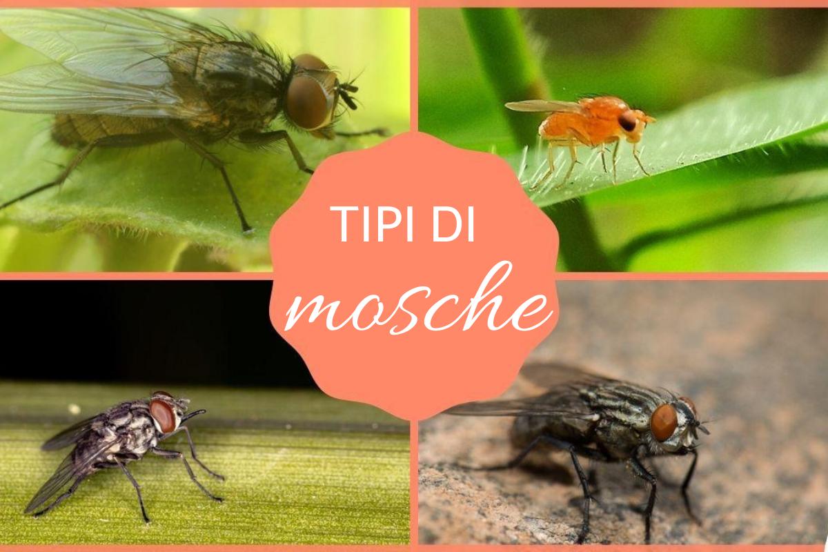 Tipi di MOSCHE: Caratteristiche e habitat