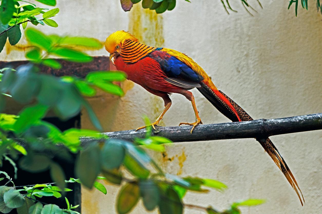 Storia e Significato della FENICE: Scopri l'origine del MITO