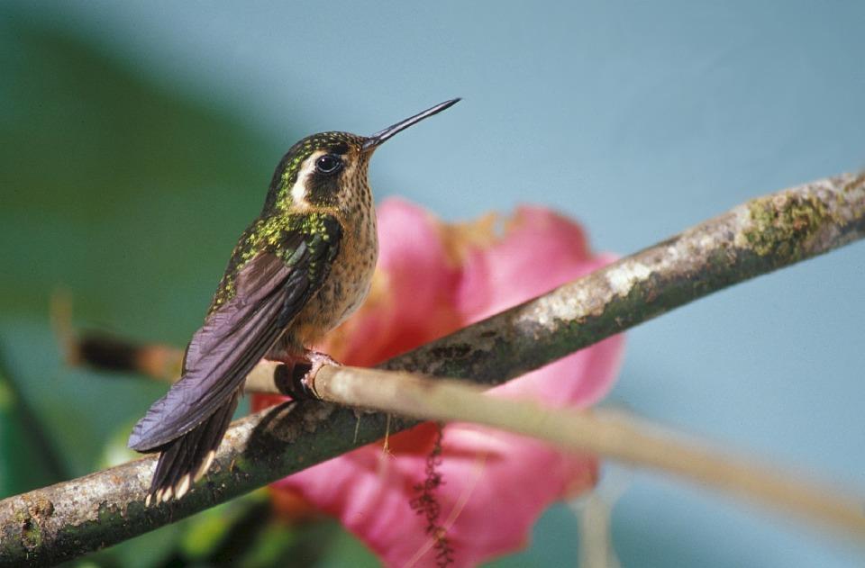 Tutte le specie di colibrì - Immagini e curiosità