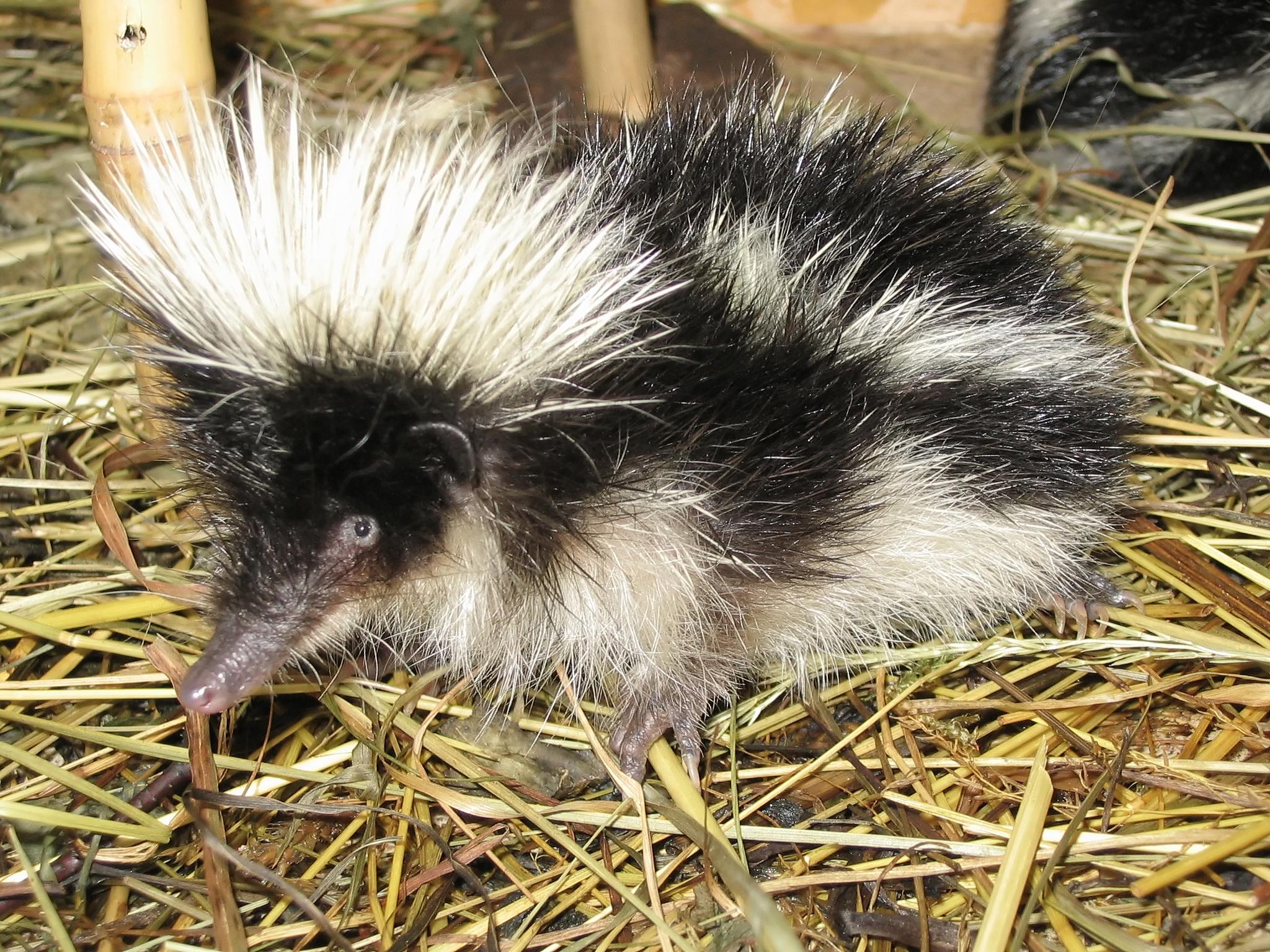 Tenrec: caratteristiche, tipi, dieta e habitat